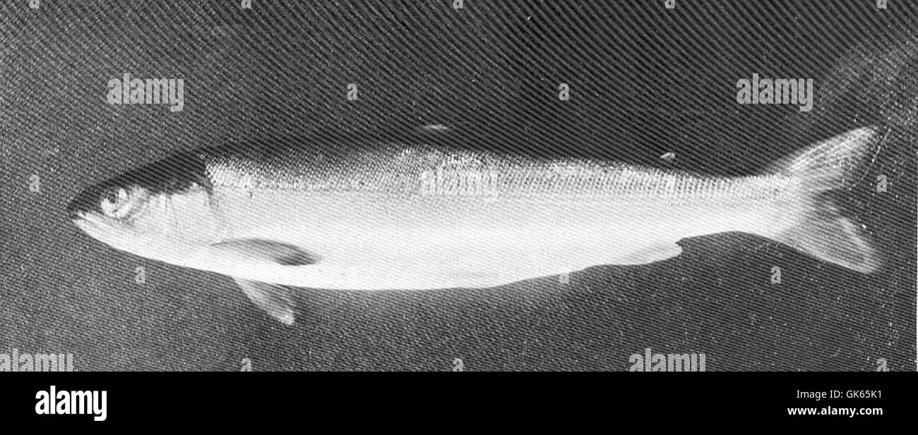 This image shows a 12-ounce smolt, confined for one year after ...