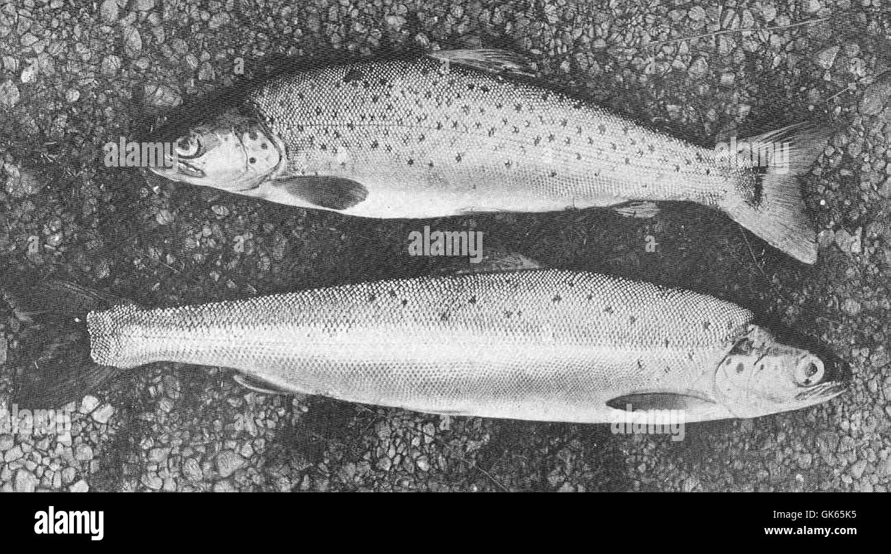 Dupplin hi-res stock photography and images - Alamy