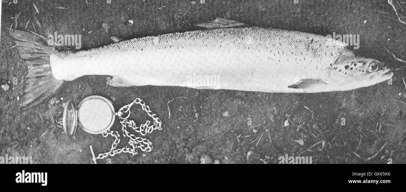 49589 2-lb Smolt, confined in reservoir two years after becoming a ...