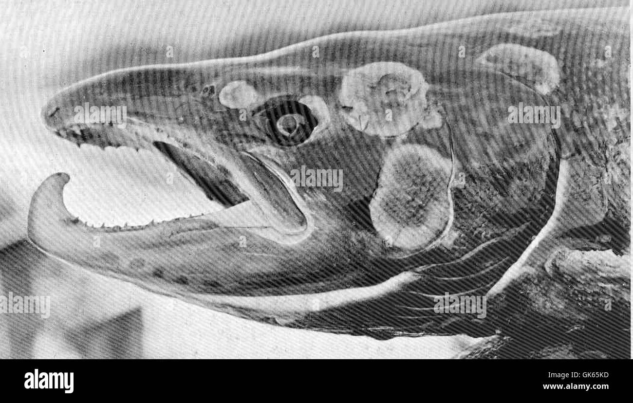 This 7-pound male grilse (a young Atlantic salmon) shows signs of ...