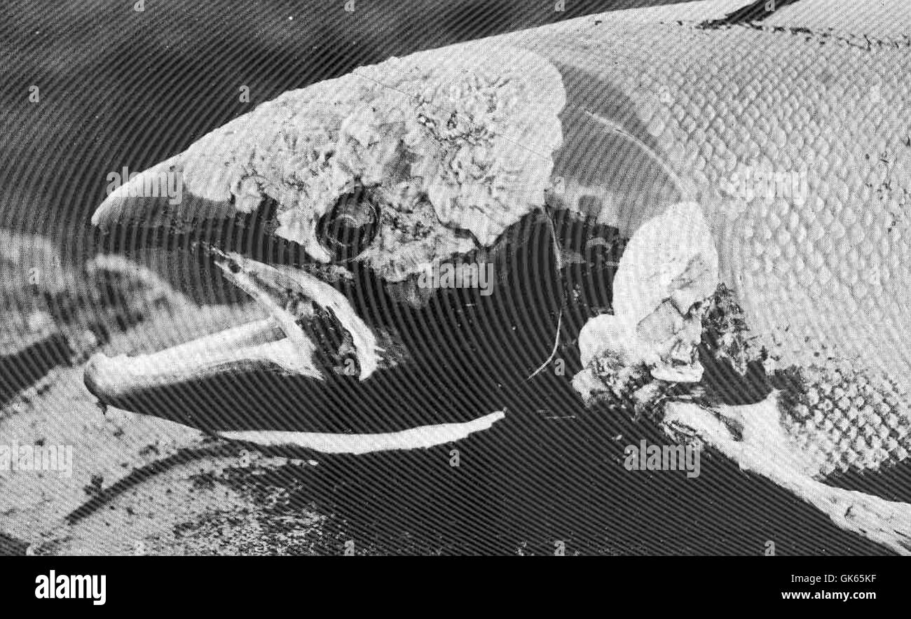 An image showing a 20-pound female fish with fully developed fungus on ...