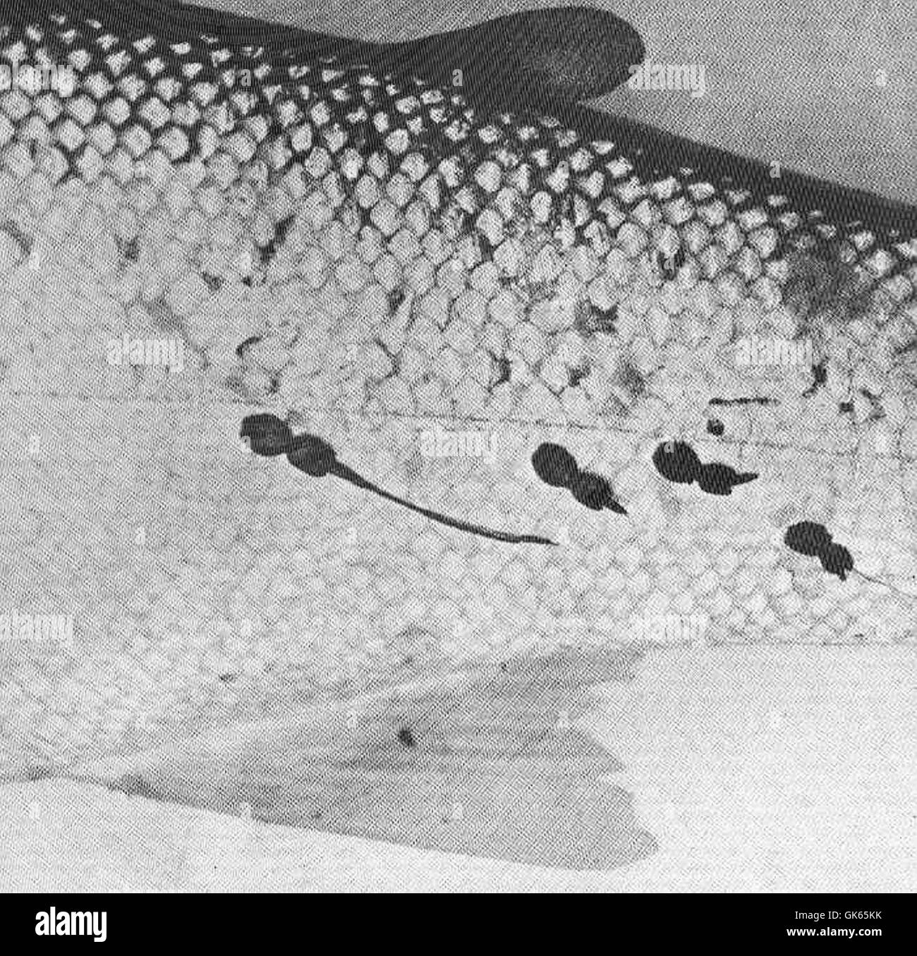 49599 Sea-trout, showing scales from the adipose fin to the lateral ...