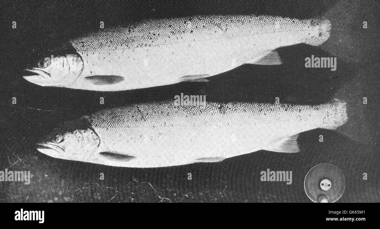 A 2-pound sea-trout, caught in the River Tay on February 5th, 1907, is ...