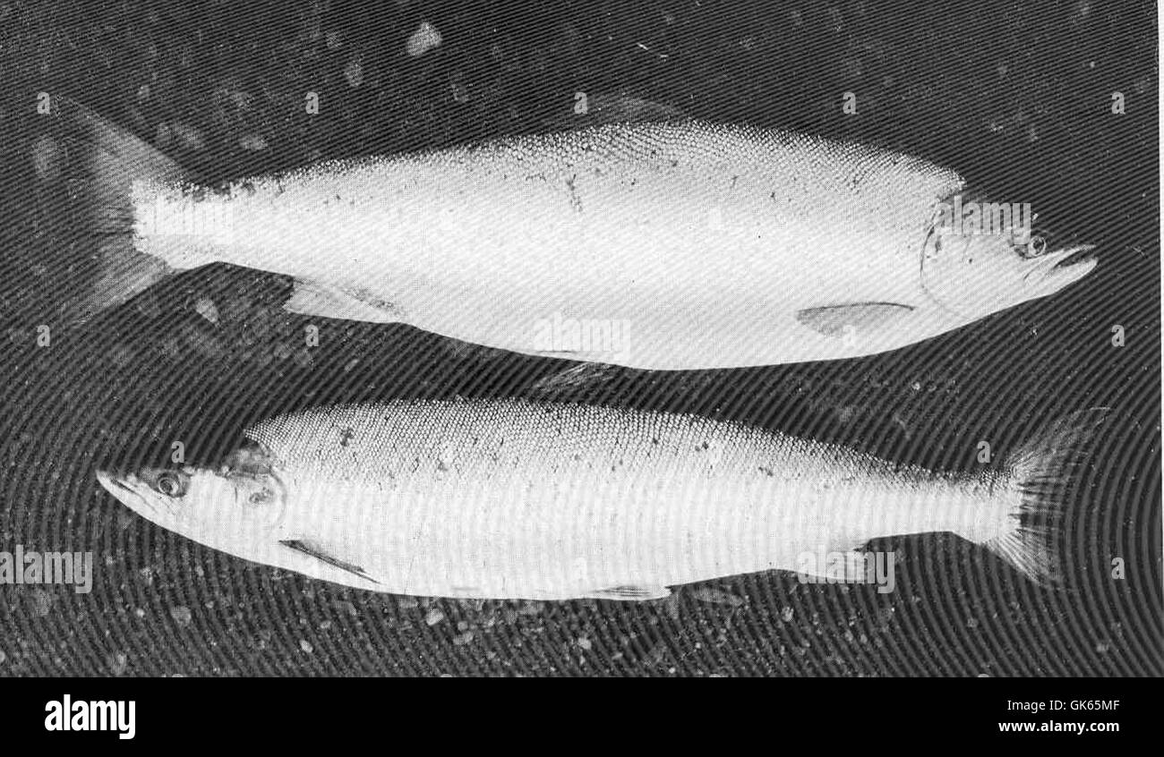 This image depicts an 8-pound sea-trout, showcasing its upper body ...