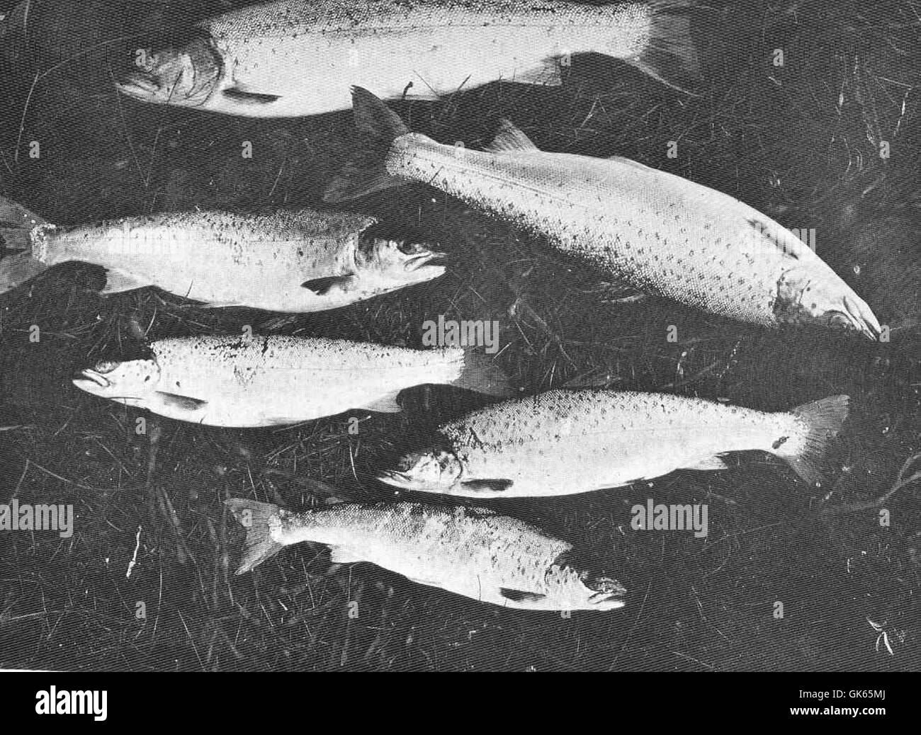 49621 Sea-trout, caught with fly in the sea Scourie, Scotland July 1904 ...