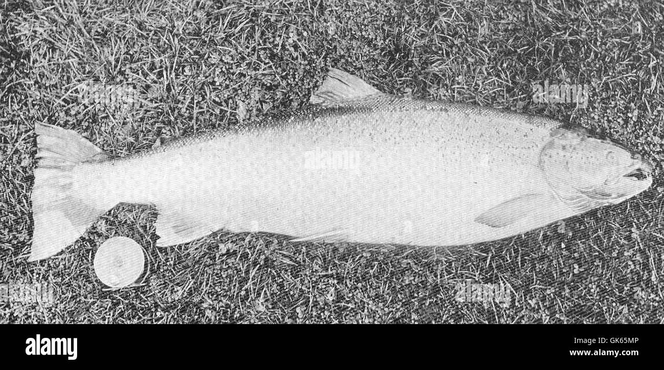 A 39-pound female salmon bull-trout caught by Archibald Coats on ...