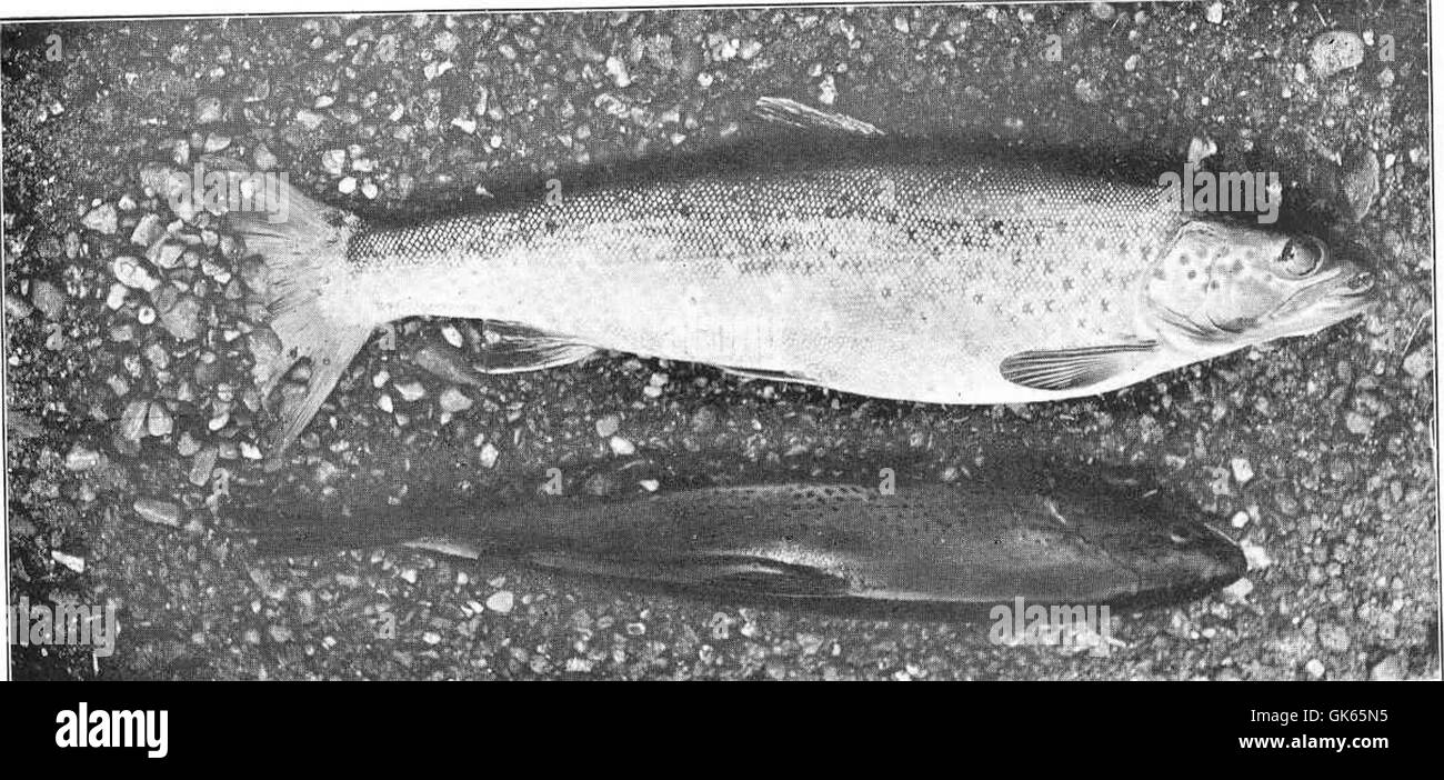The image shows a pair of trout, with the female turned on her side to ...