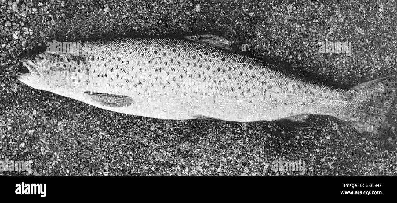 This historical image shows a 1-pound Loch Stattel trout caught in ...