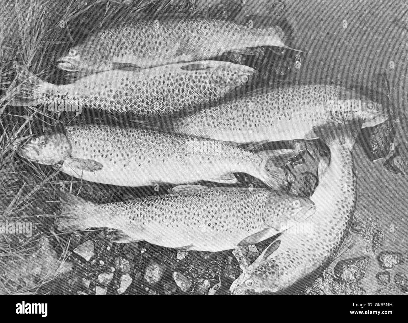 The Loch More trout, averaging 2 lbs, show improved condition after the ...