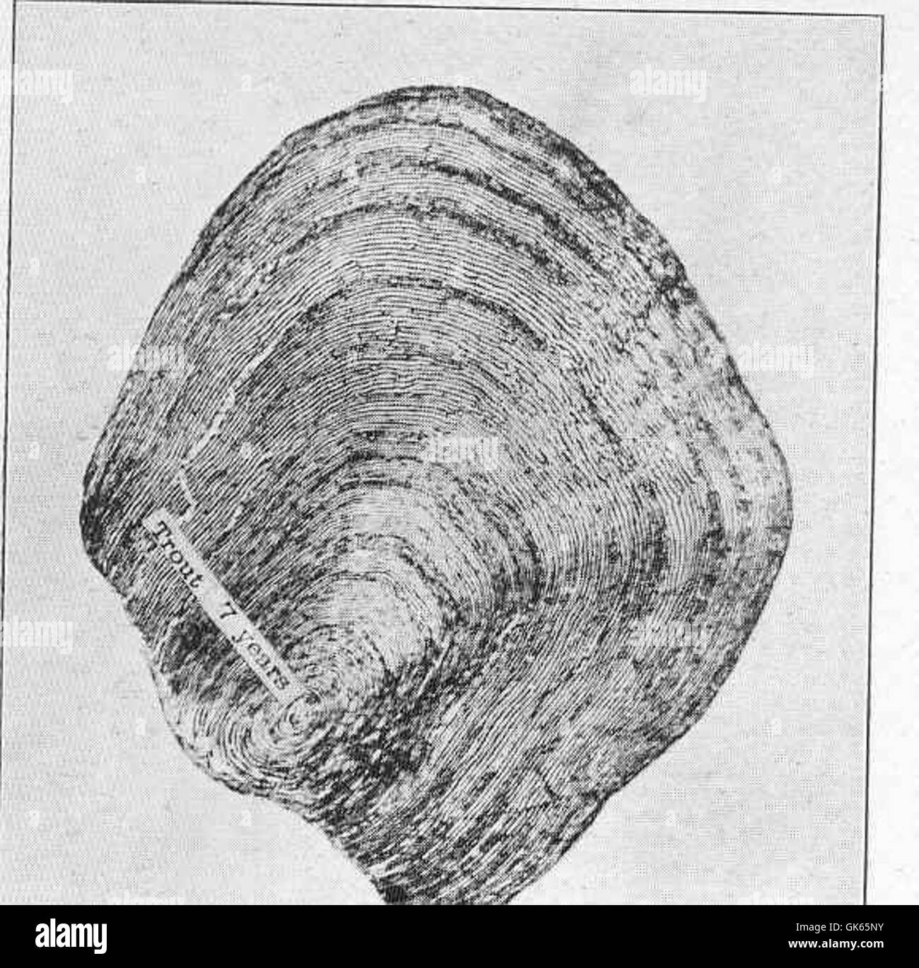 A 13 lb brown trout scale was captured from Loch Rannoch on June 25 ...