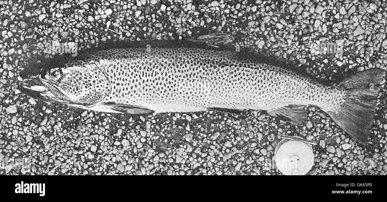 An 8-pound Loch Ericht Trout was caught on June 14, 1902, from Loch ...