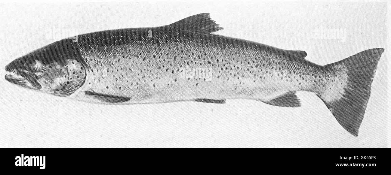 A 7-pound Loch Shin trout caught in Sutherland in June 1902, showcasing ...