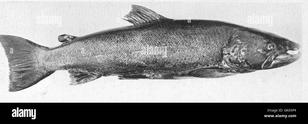 This 13-pound trout was caught in Loch Rannoch in July 1905. It ...