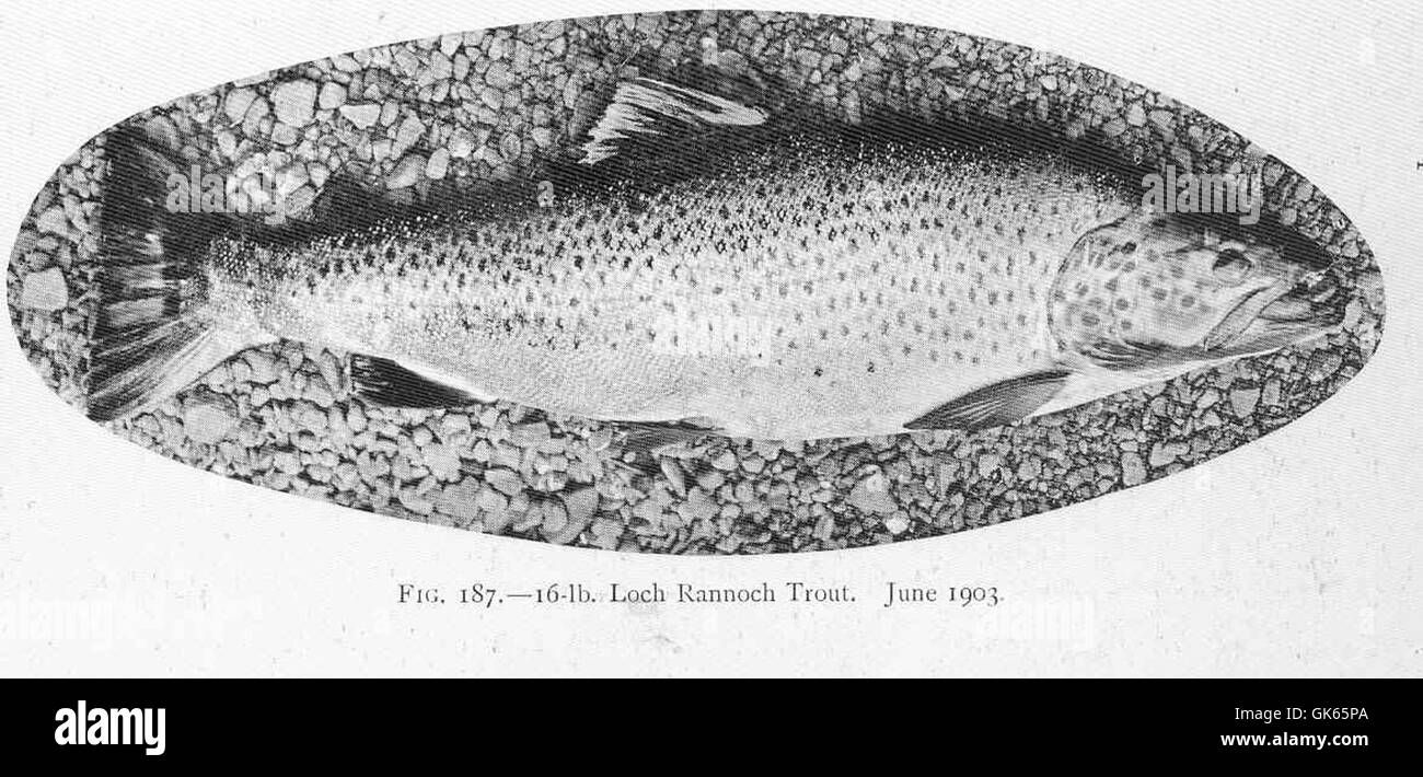 This image shows a 16-pound trout caught in Loch Rannoch in June 1903 ...