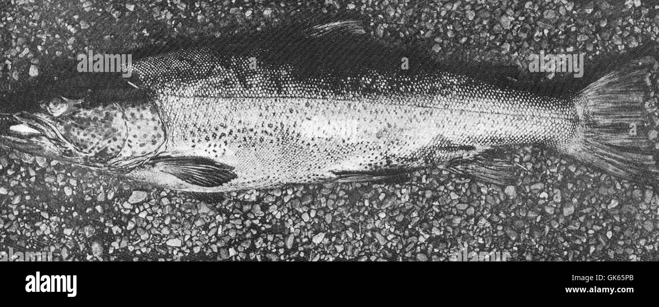 49664 15-lb Loch Quoich Trout June 1901 Stock Photo - Alamy