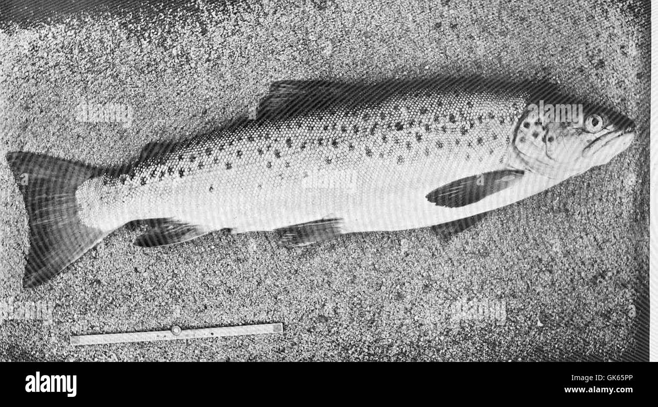 A 3-pound male Loch Leven trout caught in Loch Leven, Scotland, in June ...