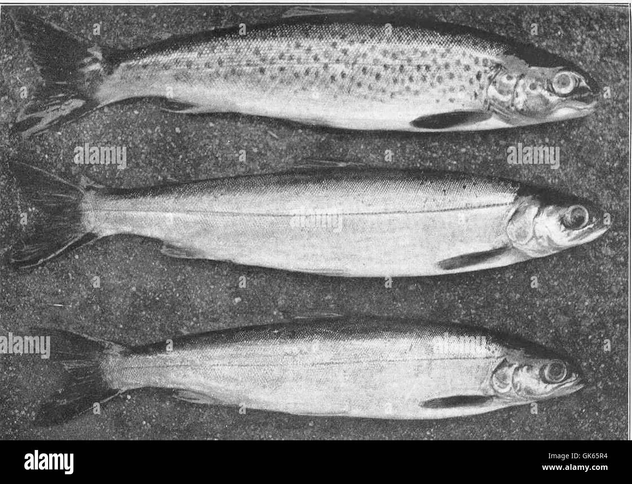 A brown trout and two char, each weighing 12 pounds, caught in Loch ...