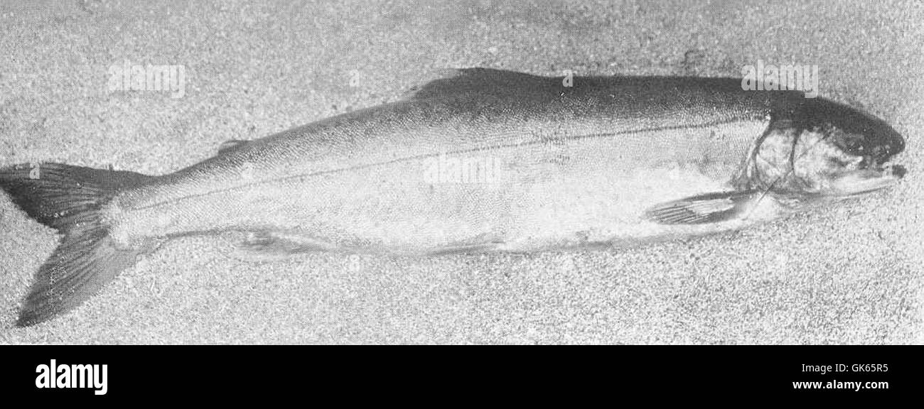 This 34-lb Malloch's char, a species of freshwater fish, was caught in ...