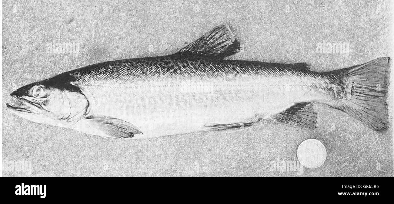 Tay letter hi-res stock photography and images - Alamy