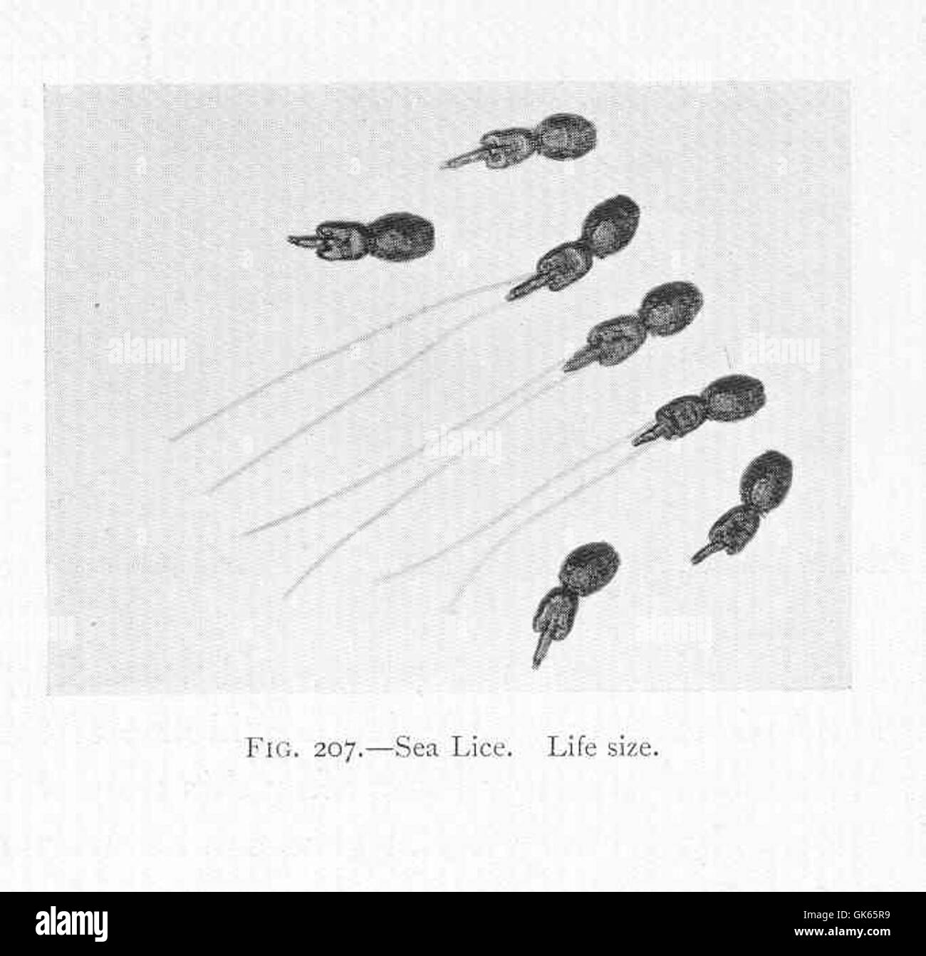 Book lice hi-res stock photography and images - Alamy