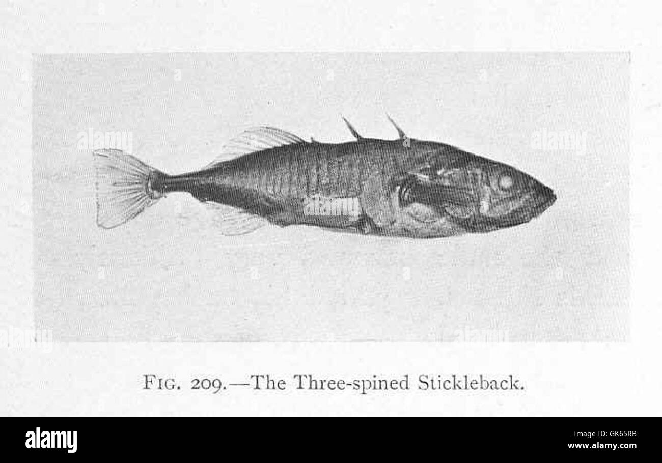 Three spined stickleback gasterosteus aculeatus hi-res stock ...