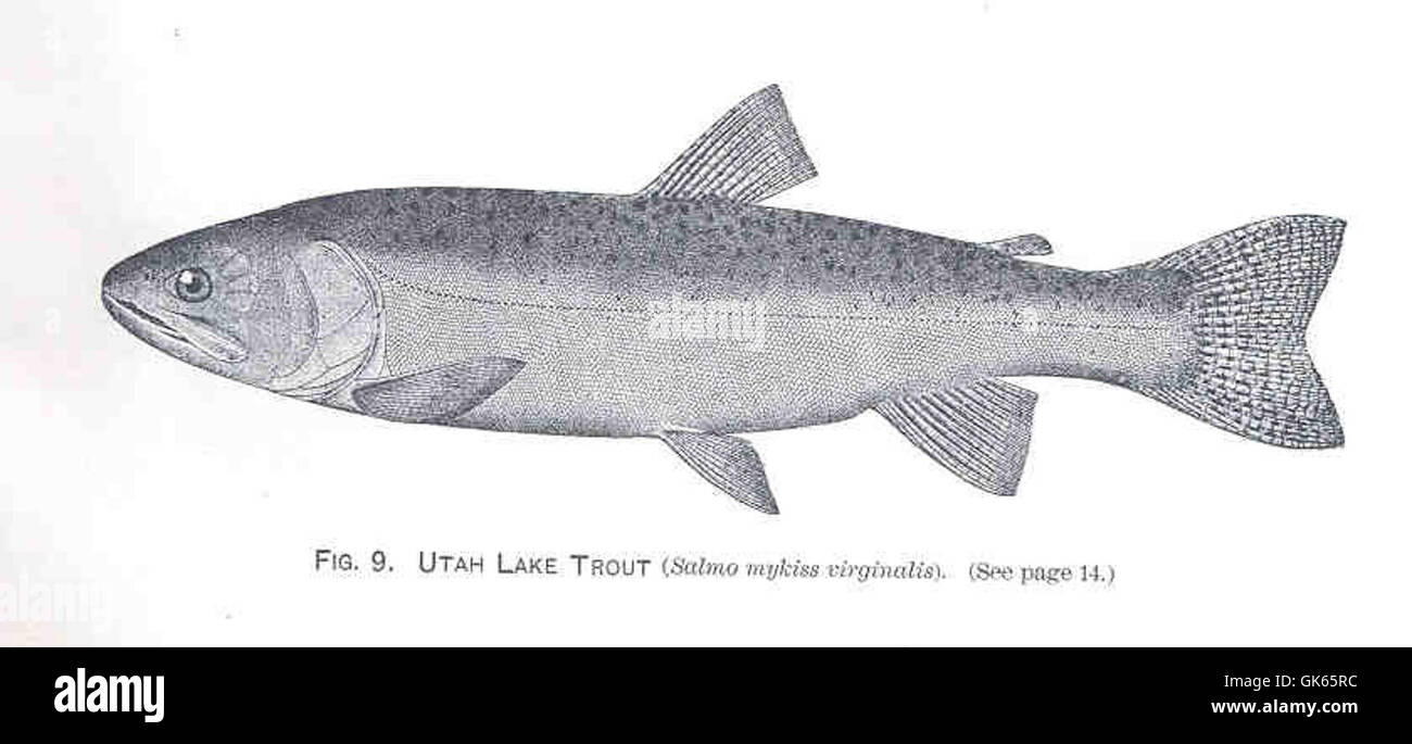 The Utah Lake Trout (Salmo mykiss virginalis) is a species of fish ...