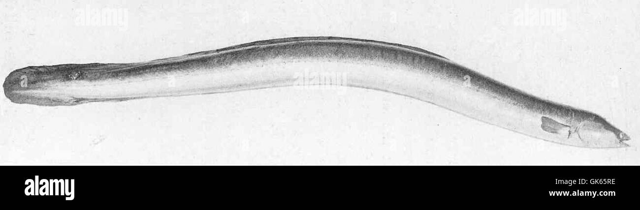 Common eel anguilla vulgaris hi-res stock photography and images - Alamy