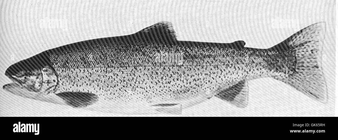 This 2-pound rainbow trout, aged four years, was caught in Battleby ...