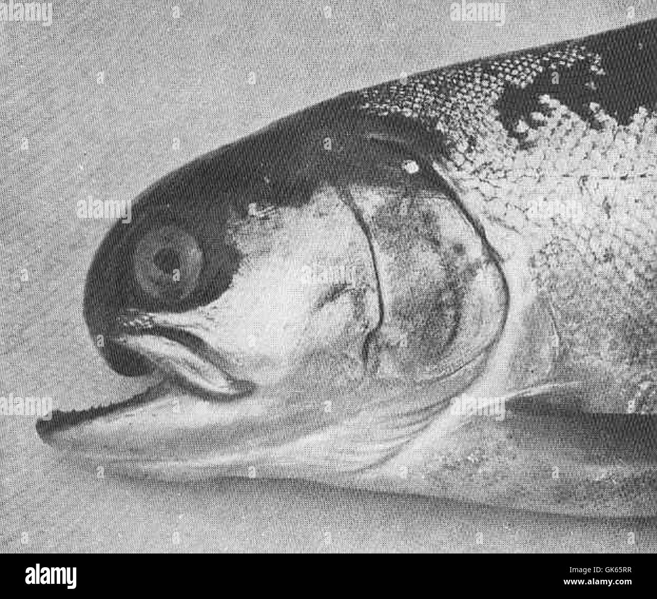 A 12-pound deformed sea-trout, caught in the Tay River in July 1904 ...
