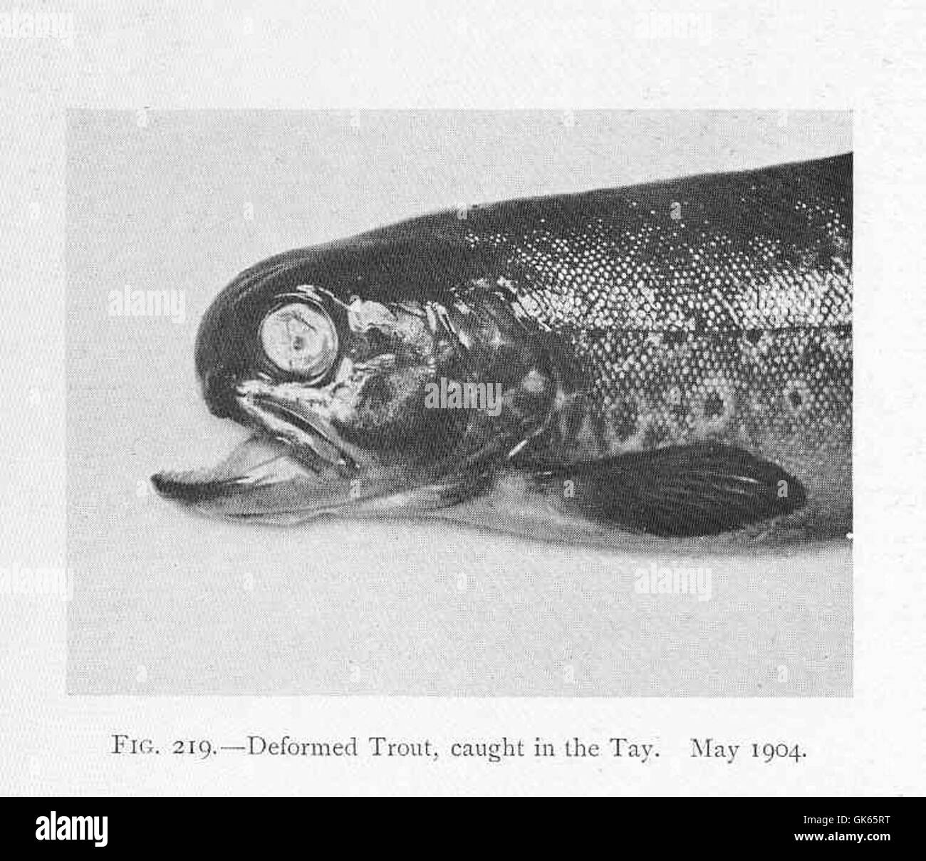 A deformed trout, caught in the Tay River in May 1904, was an anomaly ...