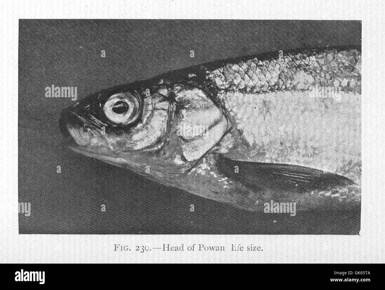 The head of the Powan fish, a species found in freshwater lakes, is ...