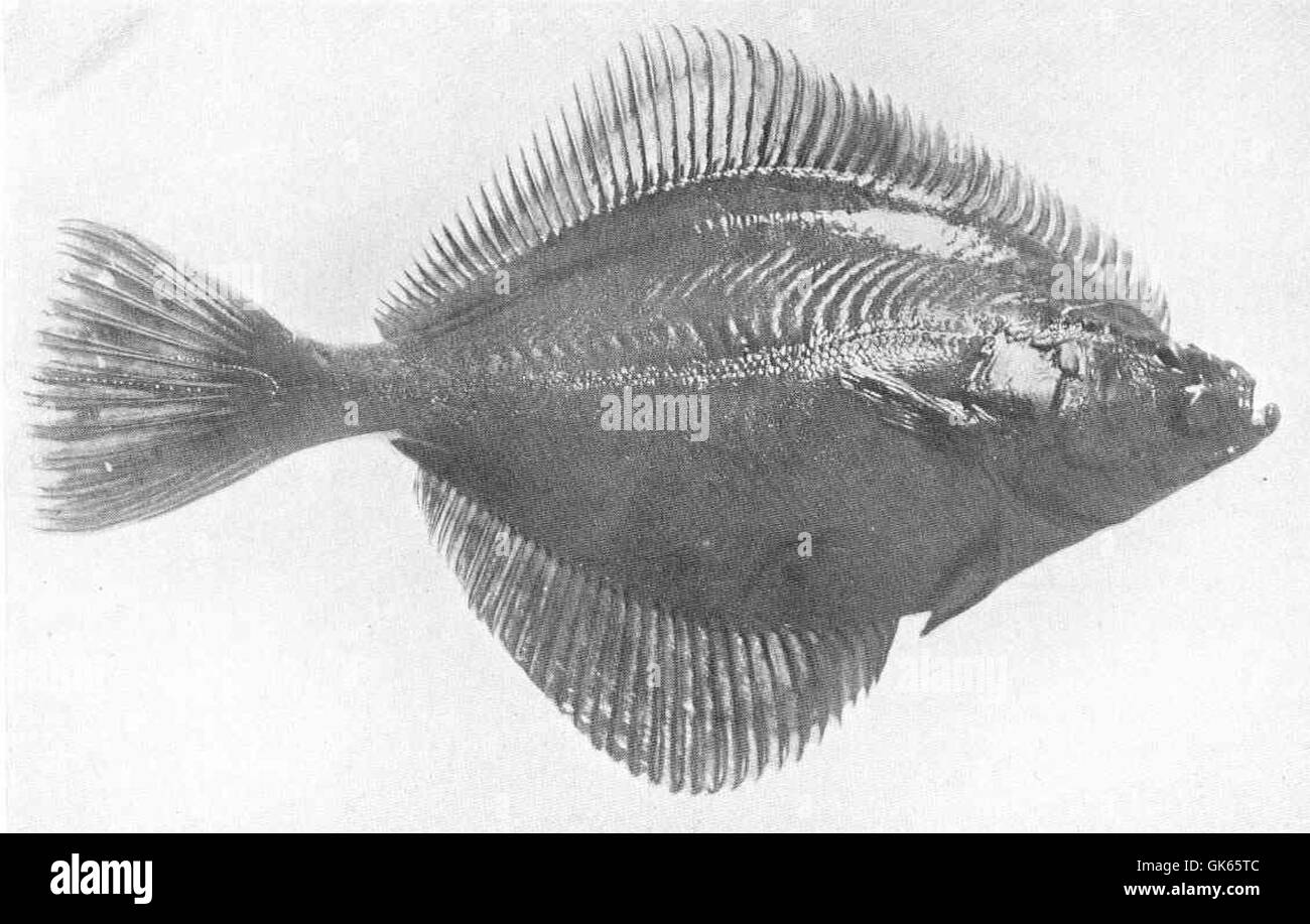 Flounders are flatfish species found in coastal waters and estuaries ...