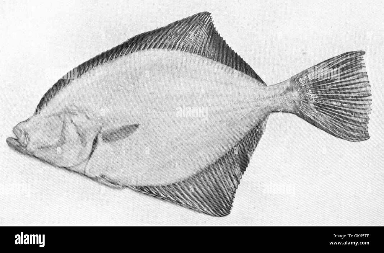 Flounder Black and White Stock Photos & Images - Alamy