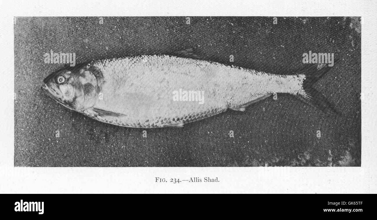 The Allis shad (Alosa alosa) is a species of anadromous fish native to ...