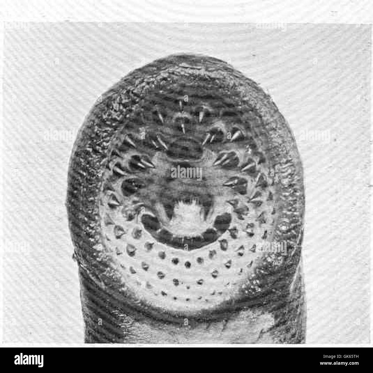 The mouth of a lamprey, a jawless fish, is shown with its distinctive ...