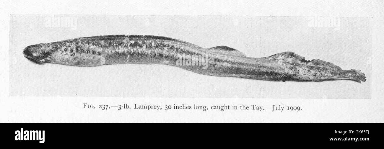 49713 3-lb Lamprey, 30 inches long, caught in the Tay July 1909 Stock ...