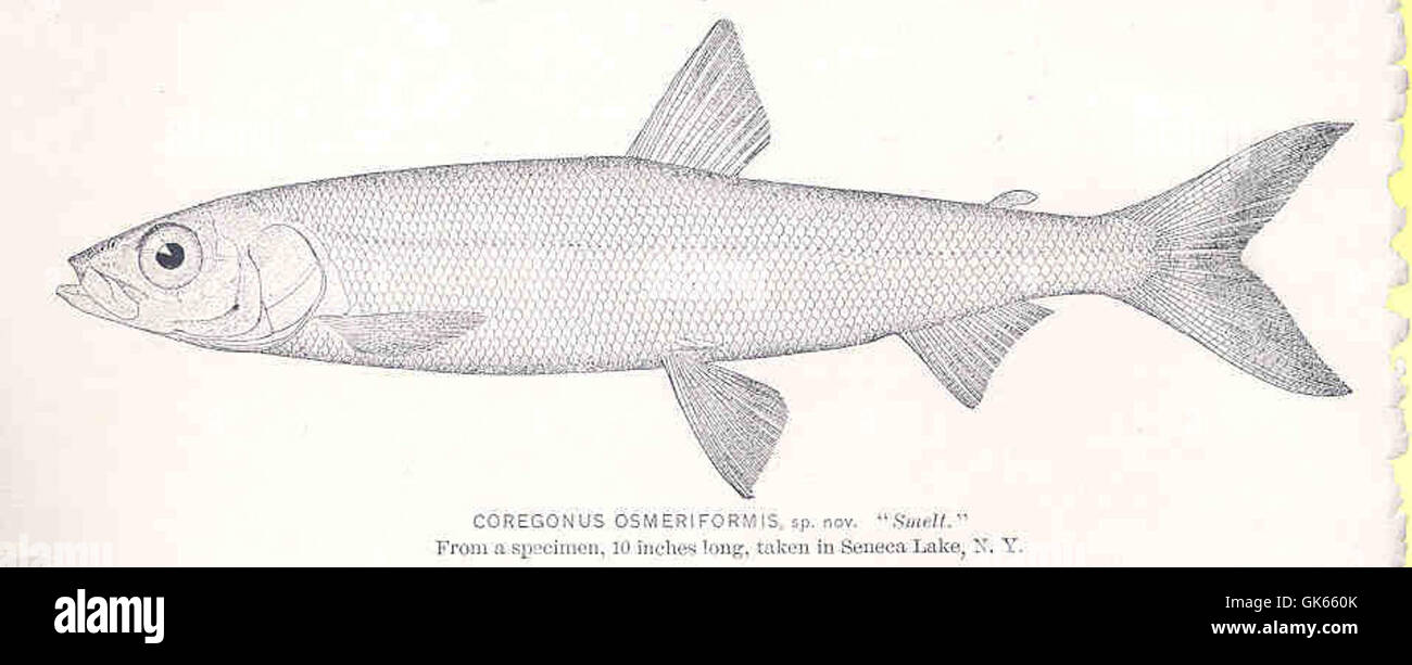 Osmeriformis hi-res stock photography and images - Alamy