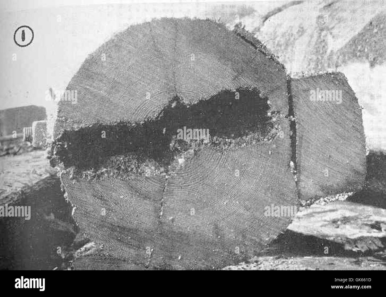 A bolt hole in a creosoted fender pile, enlarged by *Limnoria*, a type ...