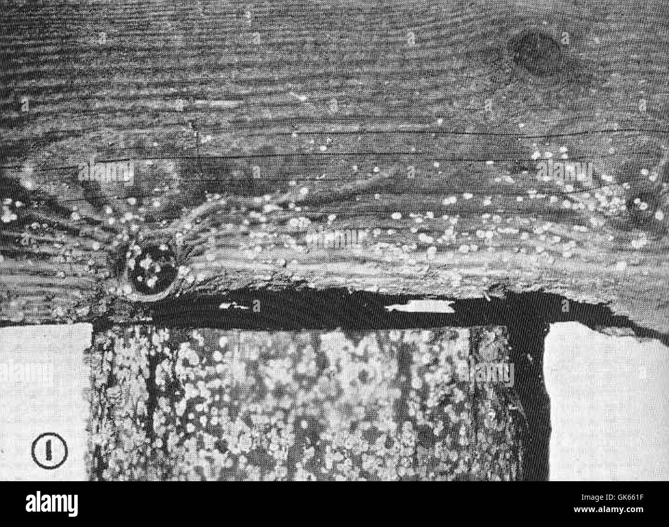 A creosoted pile, cut too close to the waterline, is being attacked by ...