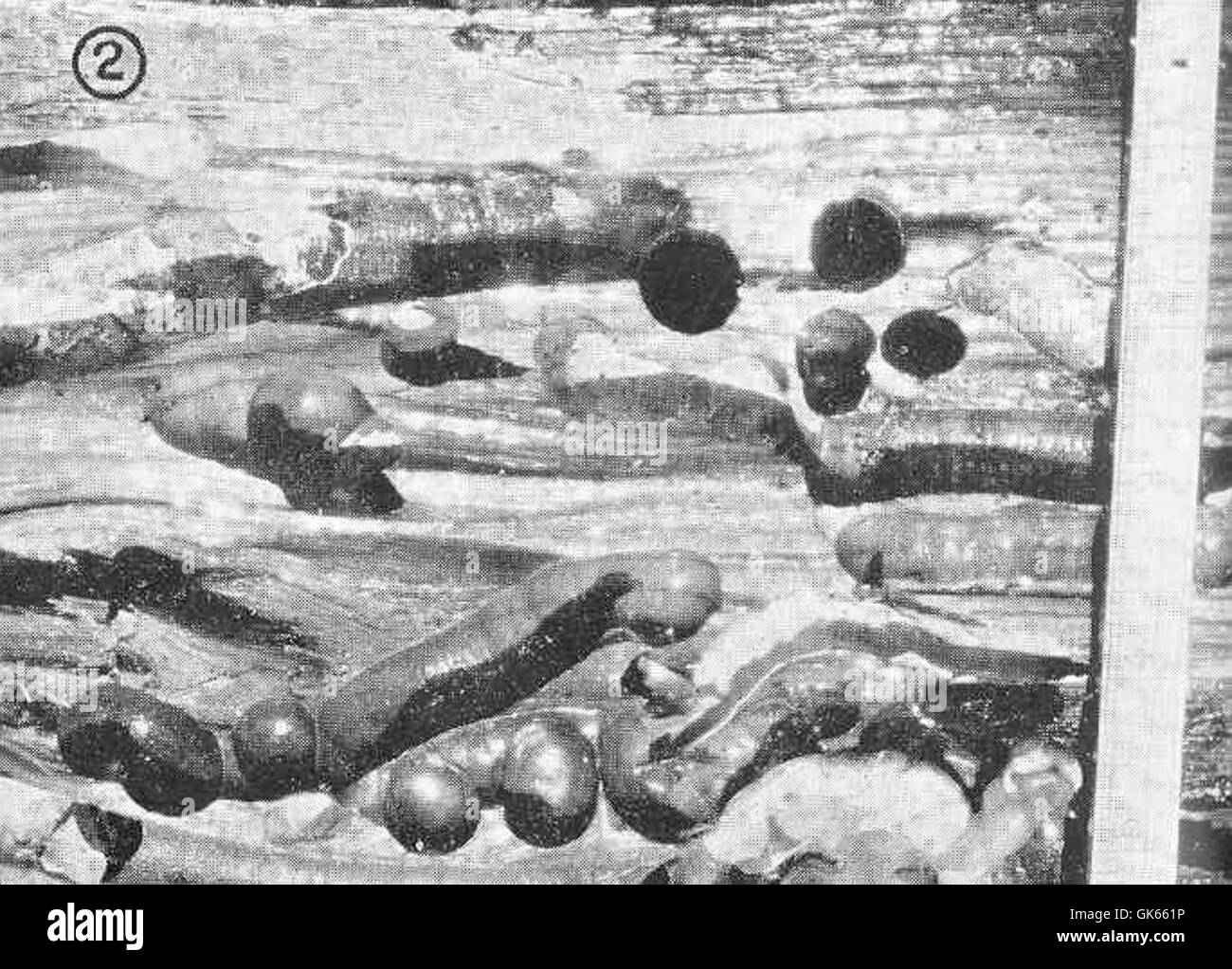 Boring beetle Black and White Stock Photos & Images - Alamy