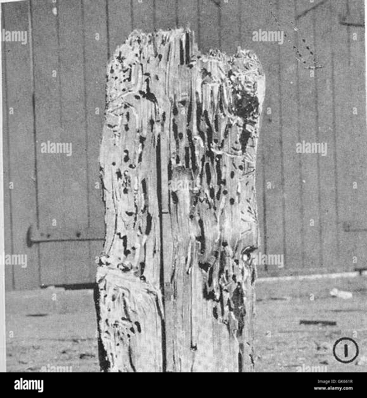 49830 Untreated Douglas fir pile from Oakland Municipal Quay, east of ...