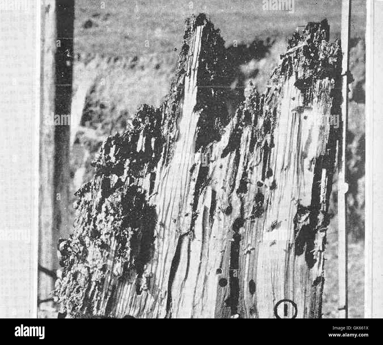 Dolphin pier Black and White Stock Photos & Images - Alamy