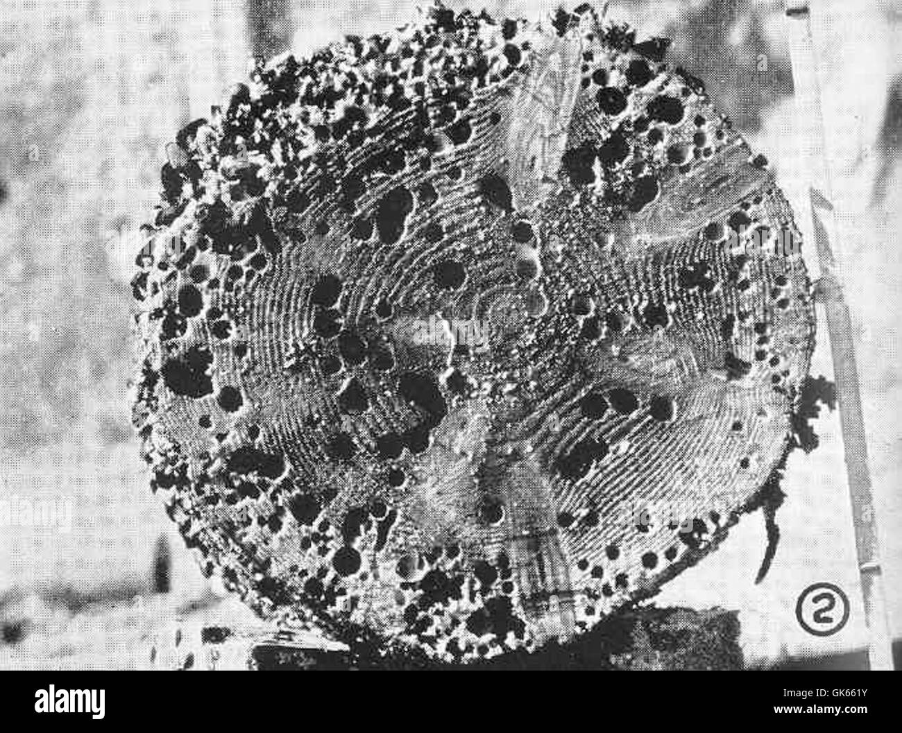 A section of a pile, showing the structure one foot above the break ...