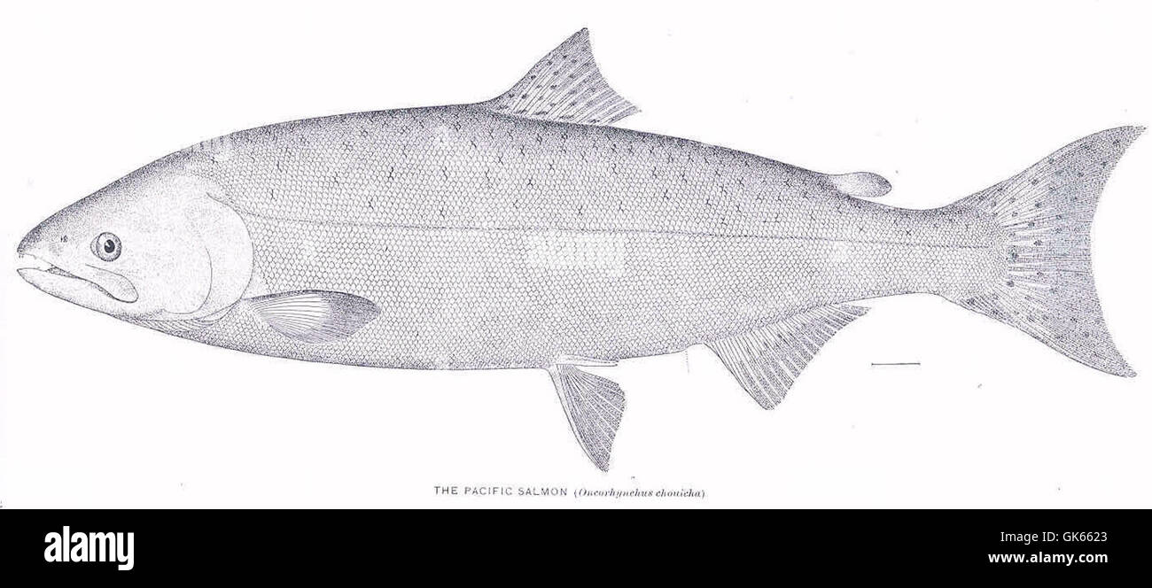 A depiction of Pacific salmon, an important fish species native to the ...