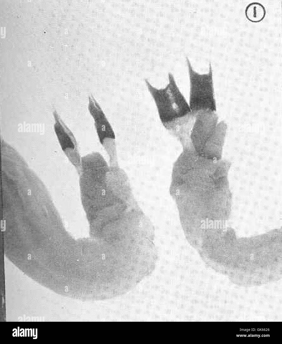 Teredo hi-res stock photography and images - Alamy