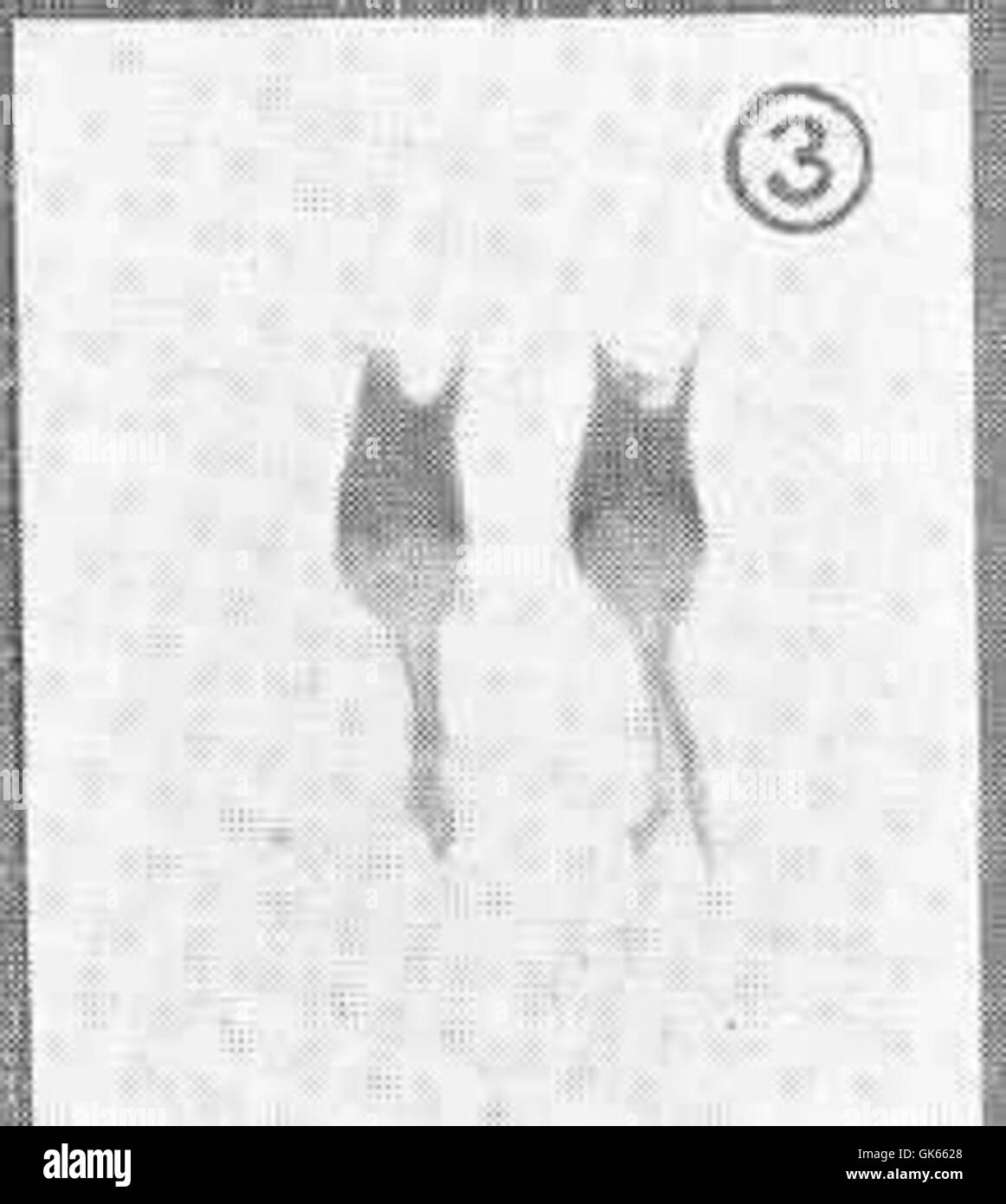 Shipworm damage hi-res stock photography and images - Alamy