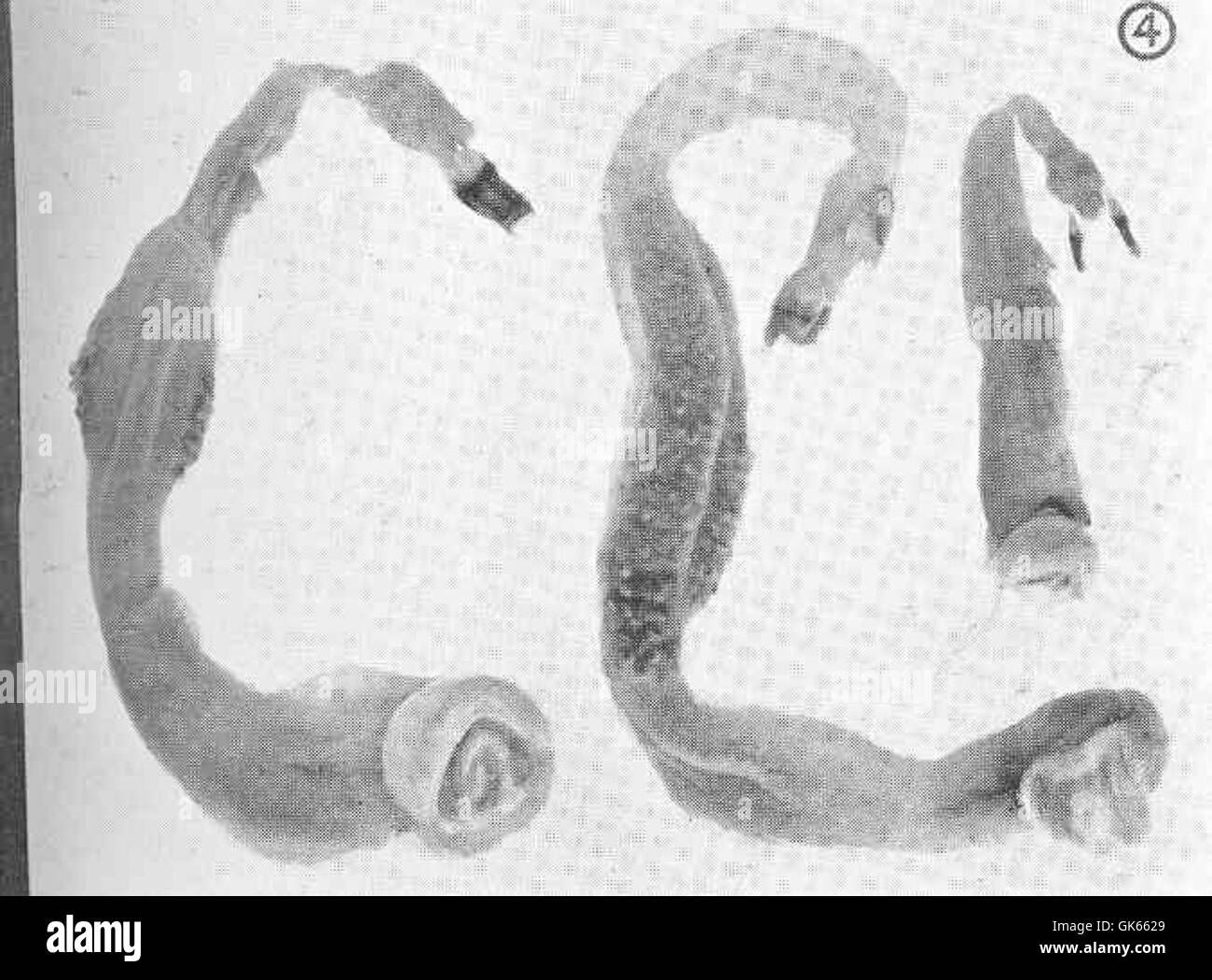 Teredo diegensis, commonly known as the California shipworm, is a ...