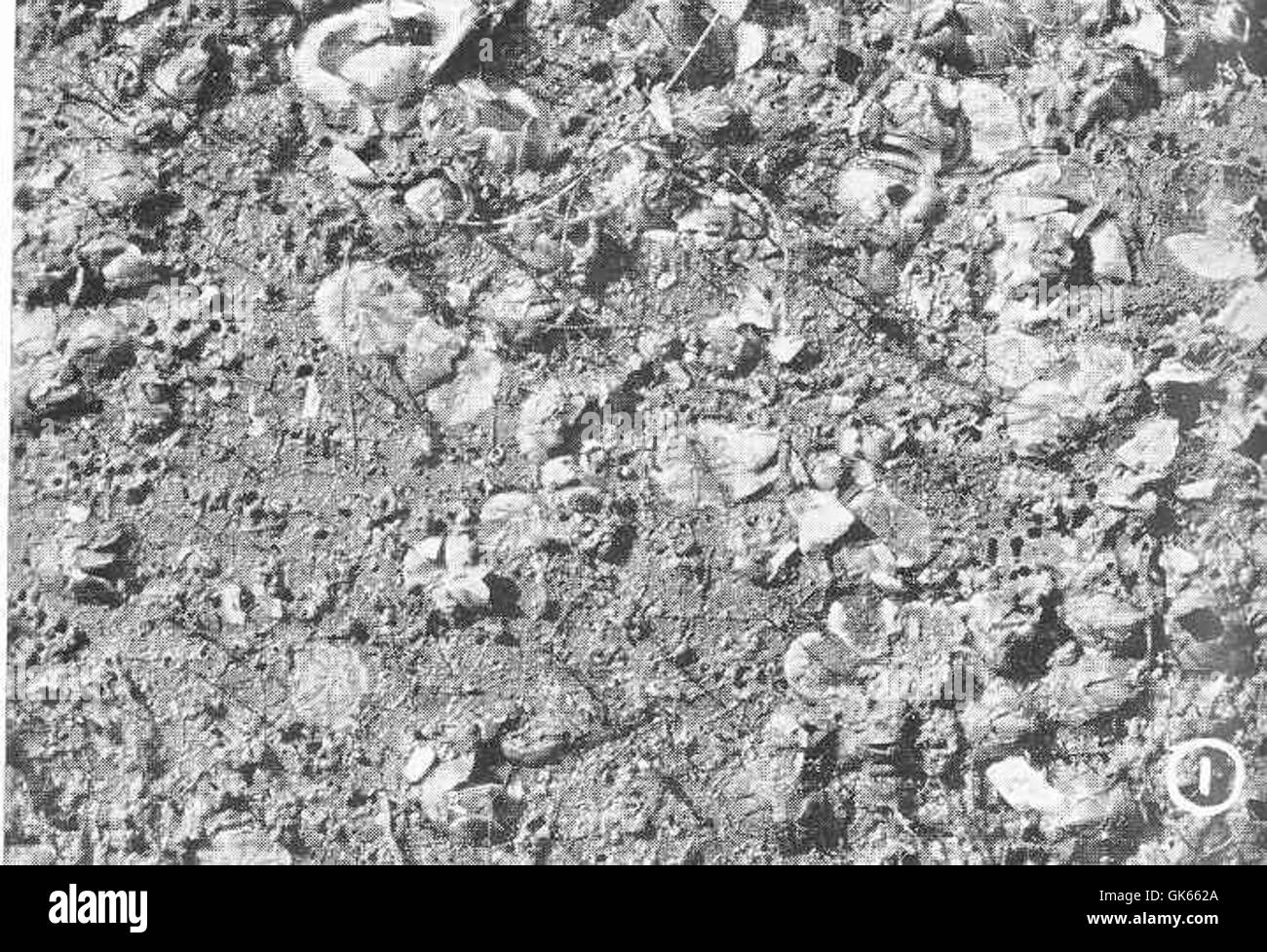 The image depicts the surface of an untreated fender pile from the ...