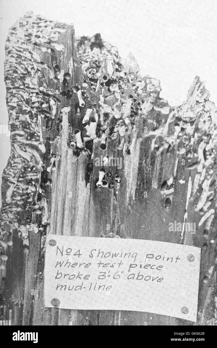 This image shows the breaking point of a Douglas fir test timber ...