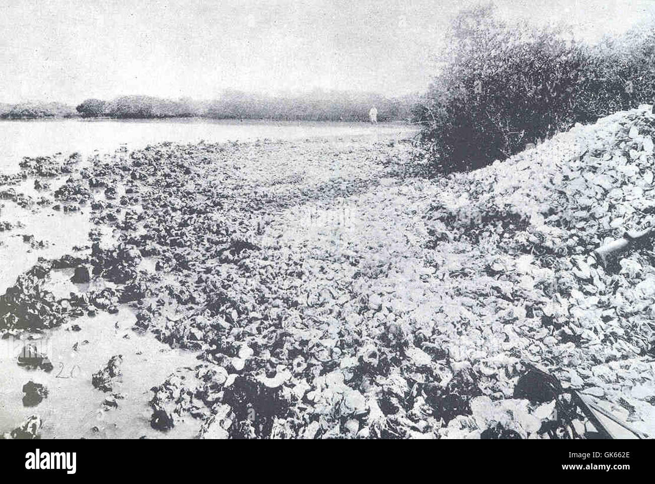 Ongoing life cycle hi-res stock photography and images - Alamy